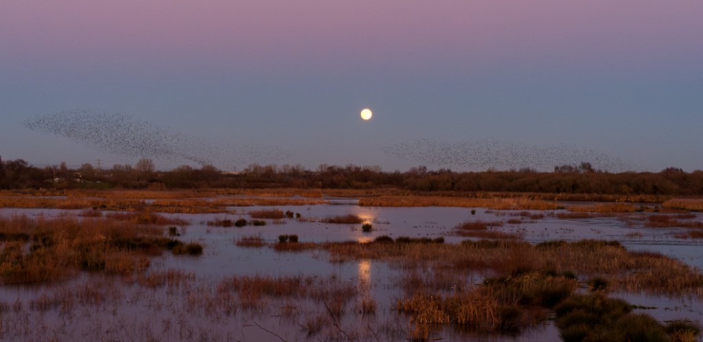 Woolston Eyes | Monthly Sightings